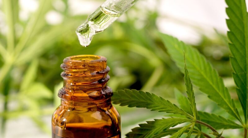 Extrato de cannabis apresenta potencial no tratamento do melanoma ...